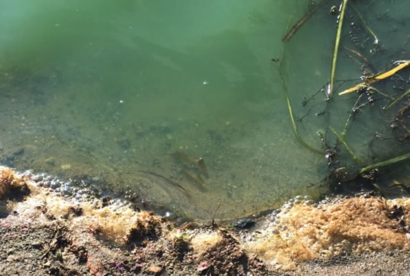 Deadly Pond Toxins Return - Lower Cape TV - State of the Waters: Cape Cod